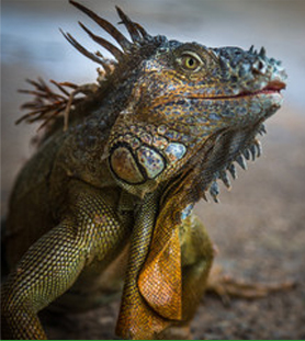 Iguana farm - Seasideinn Roatan